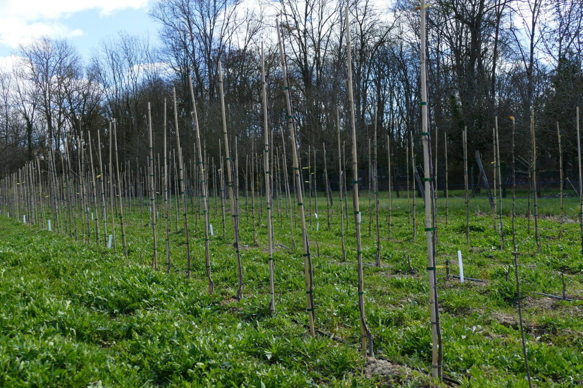 Pommier Astrakan rouge | Pépinières Dima
